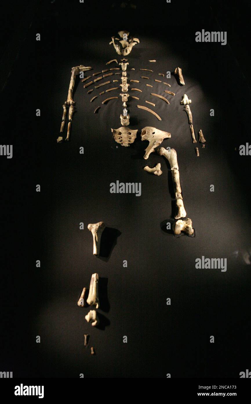 FILE - In this Aug. 28, 2007 file photo, the 3.2 million year old ...