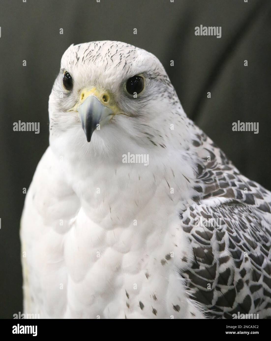 Extreme close up of a beautiful young gyrfalcon head Stock Photo - Alamy
