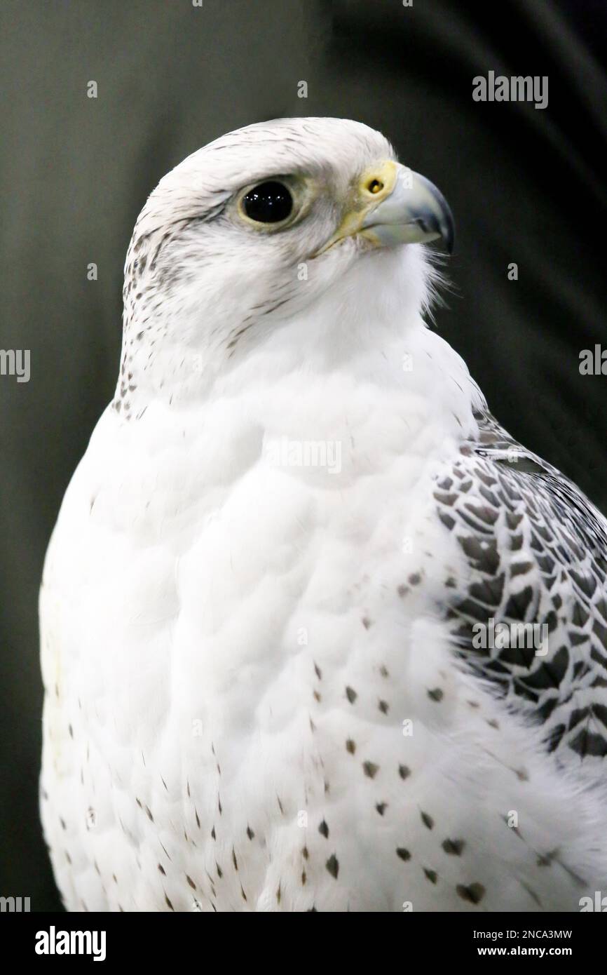 Peregrine falcon flying high hi-res stock photography and images - Alamy