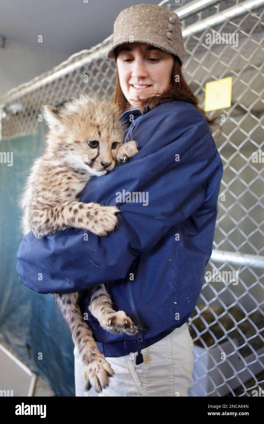 A female cheetah cub clings to lead cheetah keeper Lacey Braun, for the ...