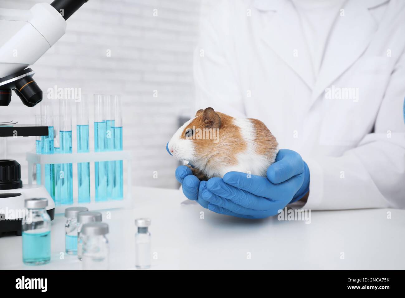 Scientist with guinea pig in chemical laboratory, closeup. Animal ...