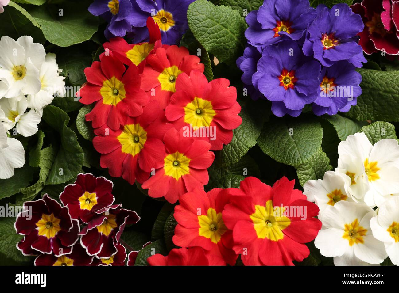 Beautiful primula (primrose) plants with colorful flowers as background ...