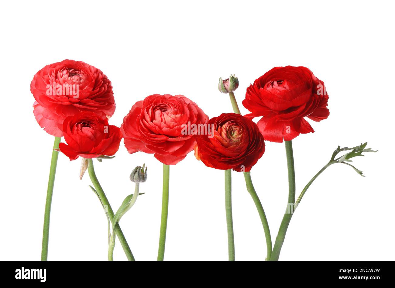 Beautiful fresh ranunculus flowers on white background Stock Photo - Alamy