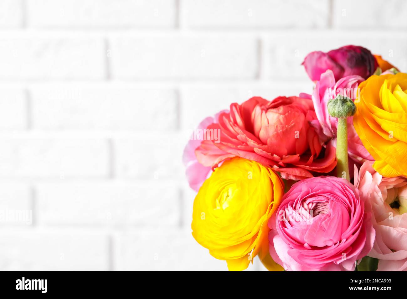 Beautiful ranunculus flowers against white brick wall, closeup. Space ...