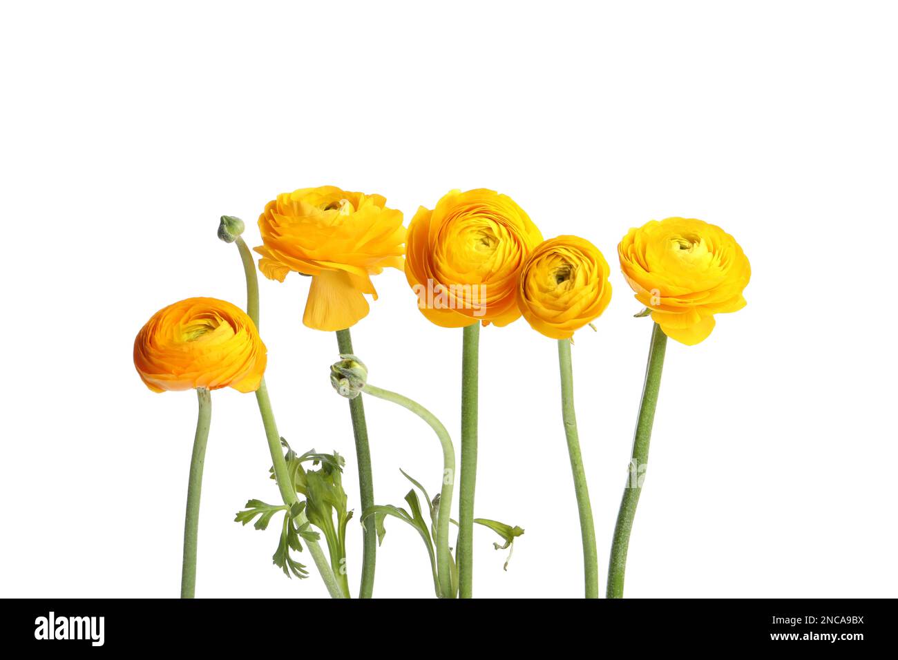 Beautiful fresh ranunculus flowers on white background Stock Photo - Alamy