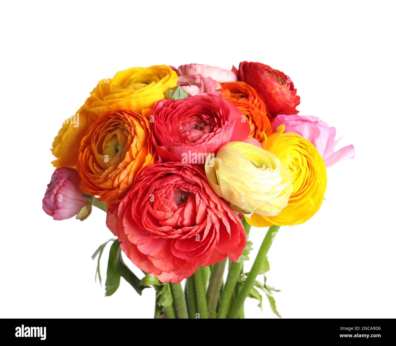 Beautiful fresh ranunculus flowers on white background Stock Photo - Alamy