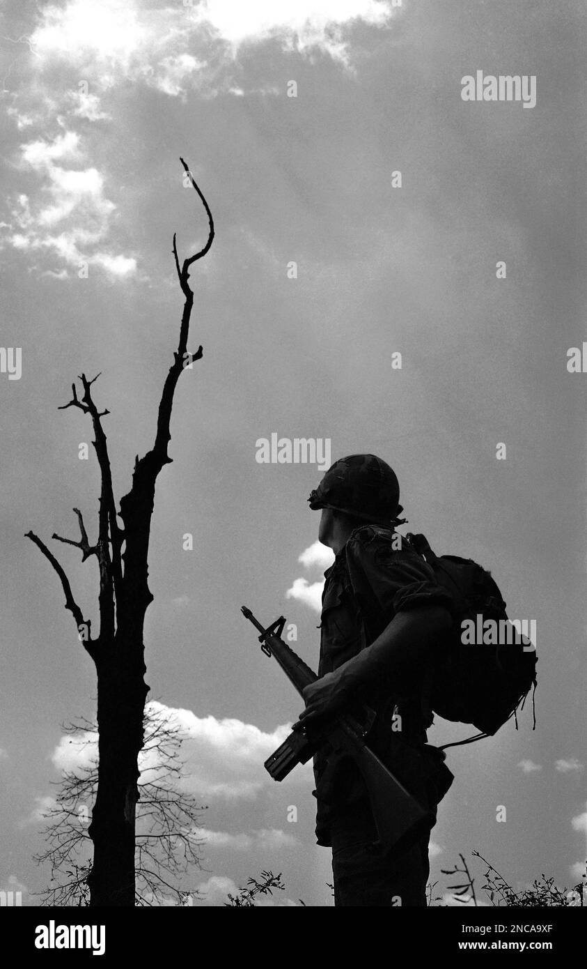 Dead jungle tree catches the eye of paratrooper of the U.S. 173rd air ...