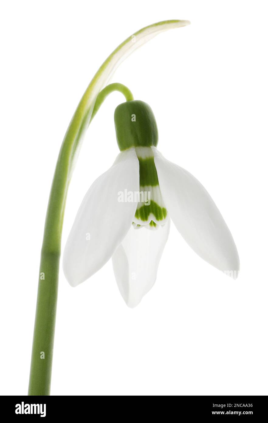 Beautiful snowdrop isolated on white. Spring flower Stock Photo - Alamy