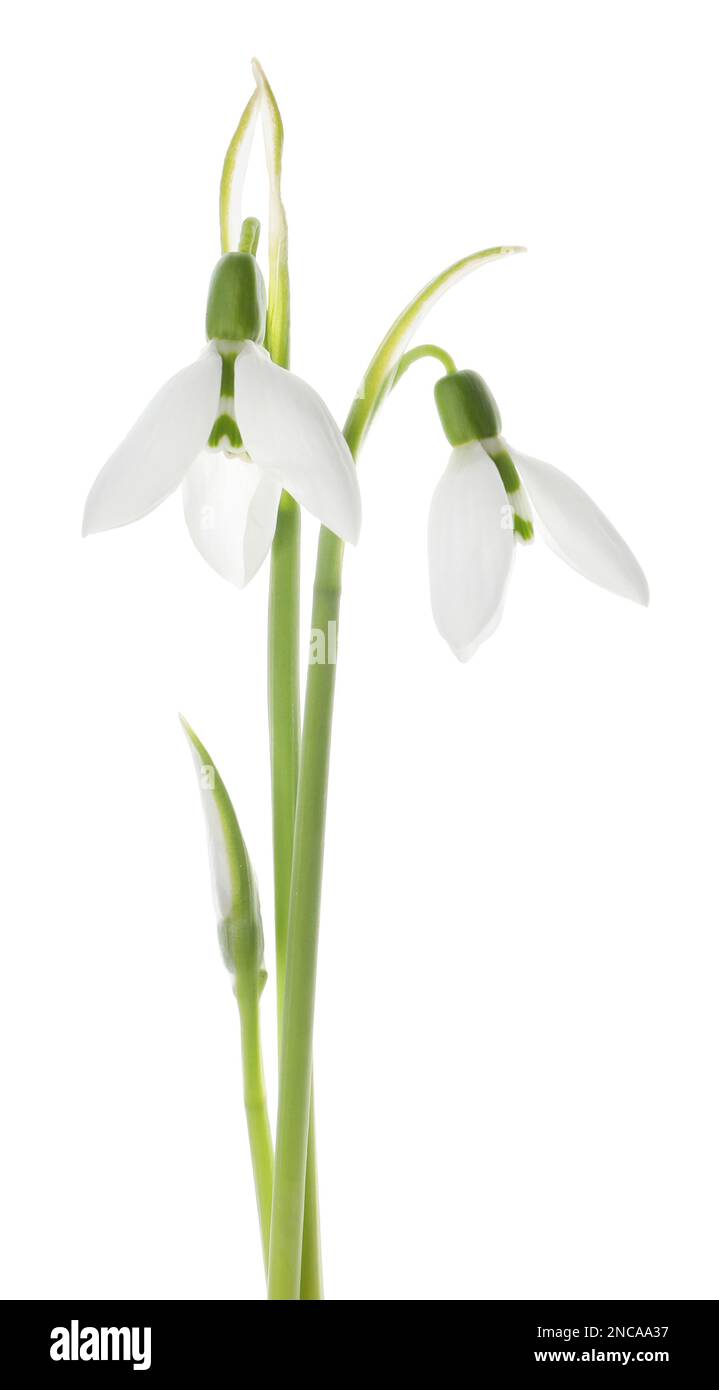 Beautiful snowdrops on white background. Spring flowers Stock Photo - Alamy