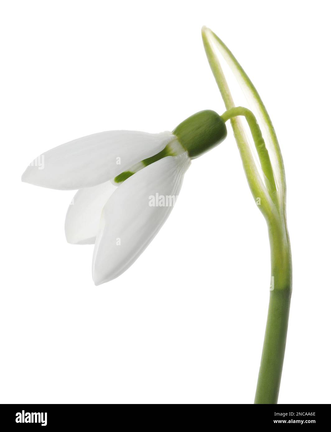 Beautiful isolated white snowdrop Cut Out Stock Images & Pictures - Alamy
