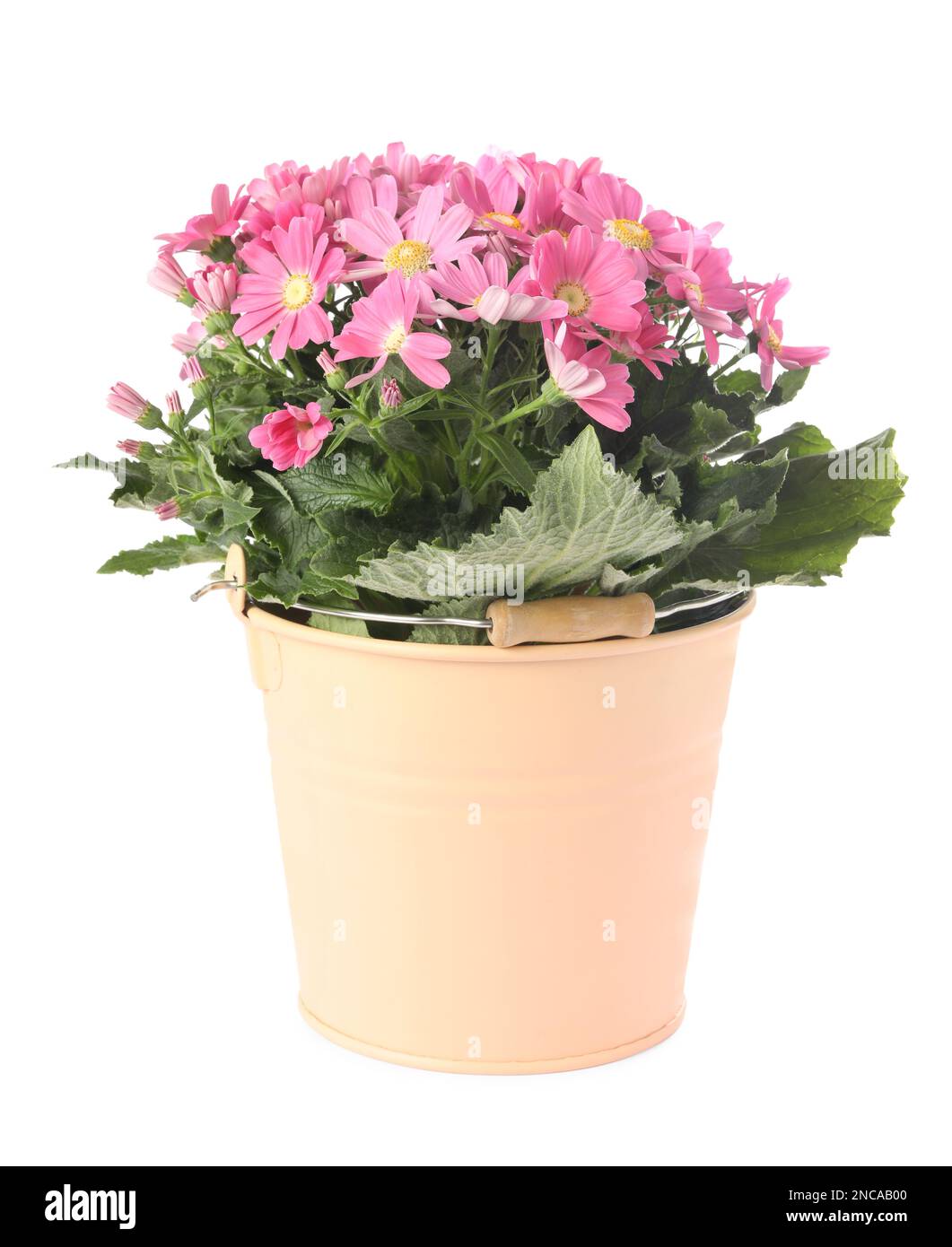 Beautiful pink cineraria plant in flower pot isolated on white Stock ...