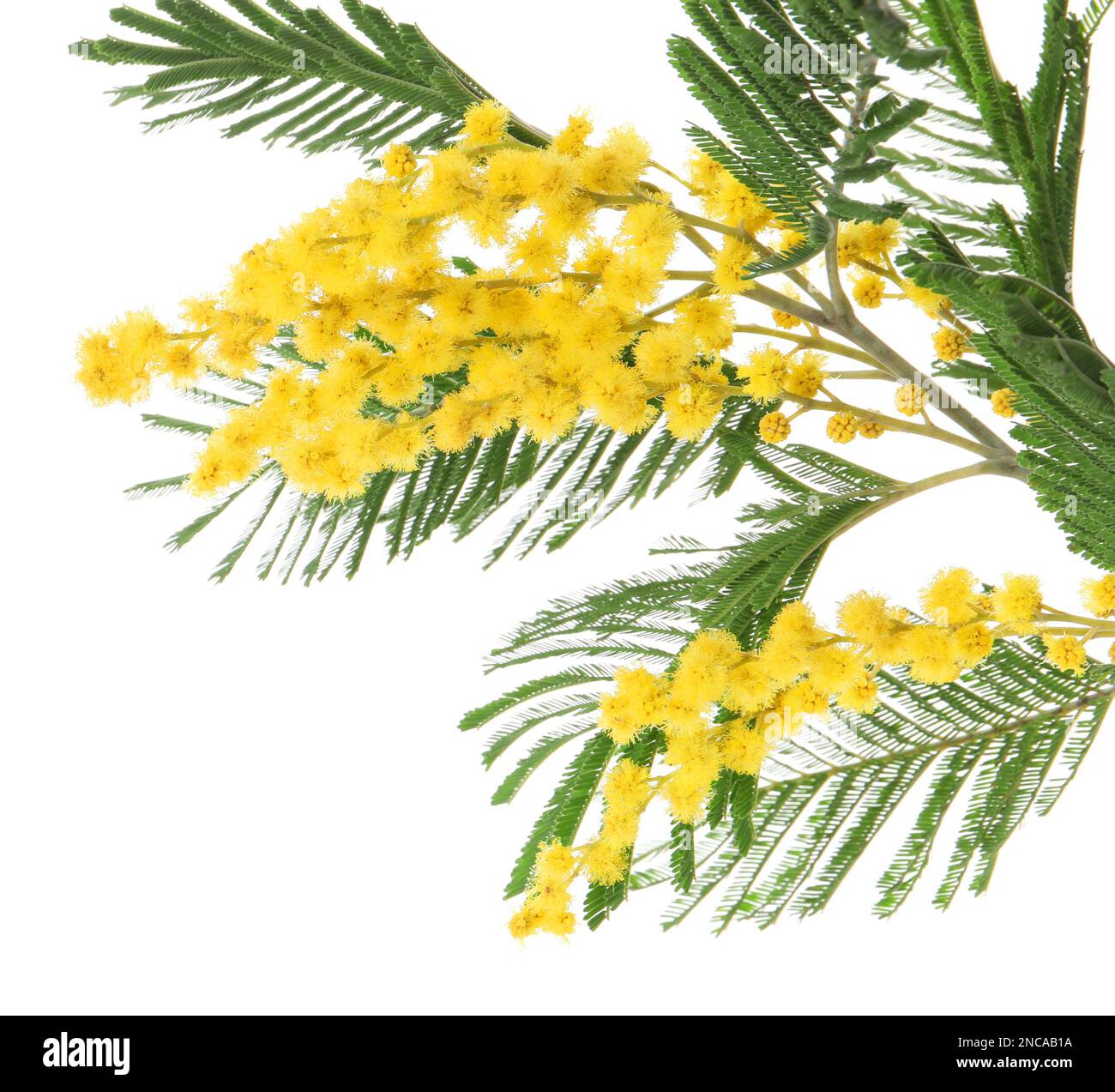 Beautiful mimosa plant with yellow flowers isolated on white Stock ...