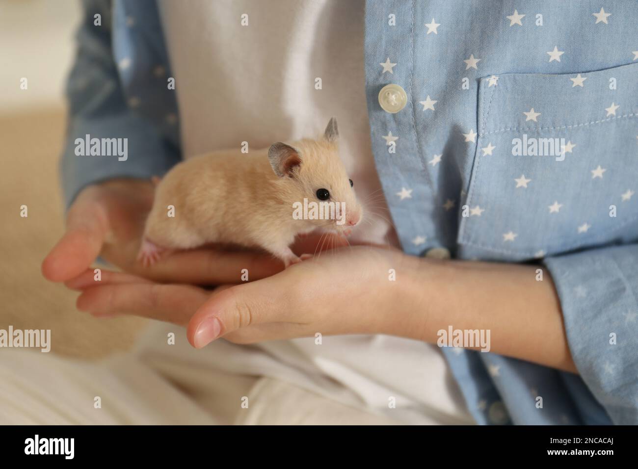 Little girl holding cute hamster at home, closeup Stock Photo - Alamy