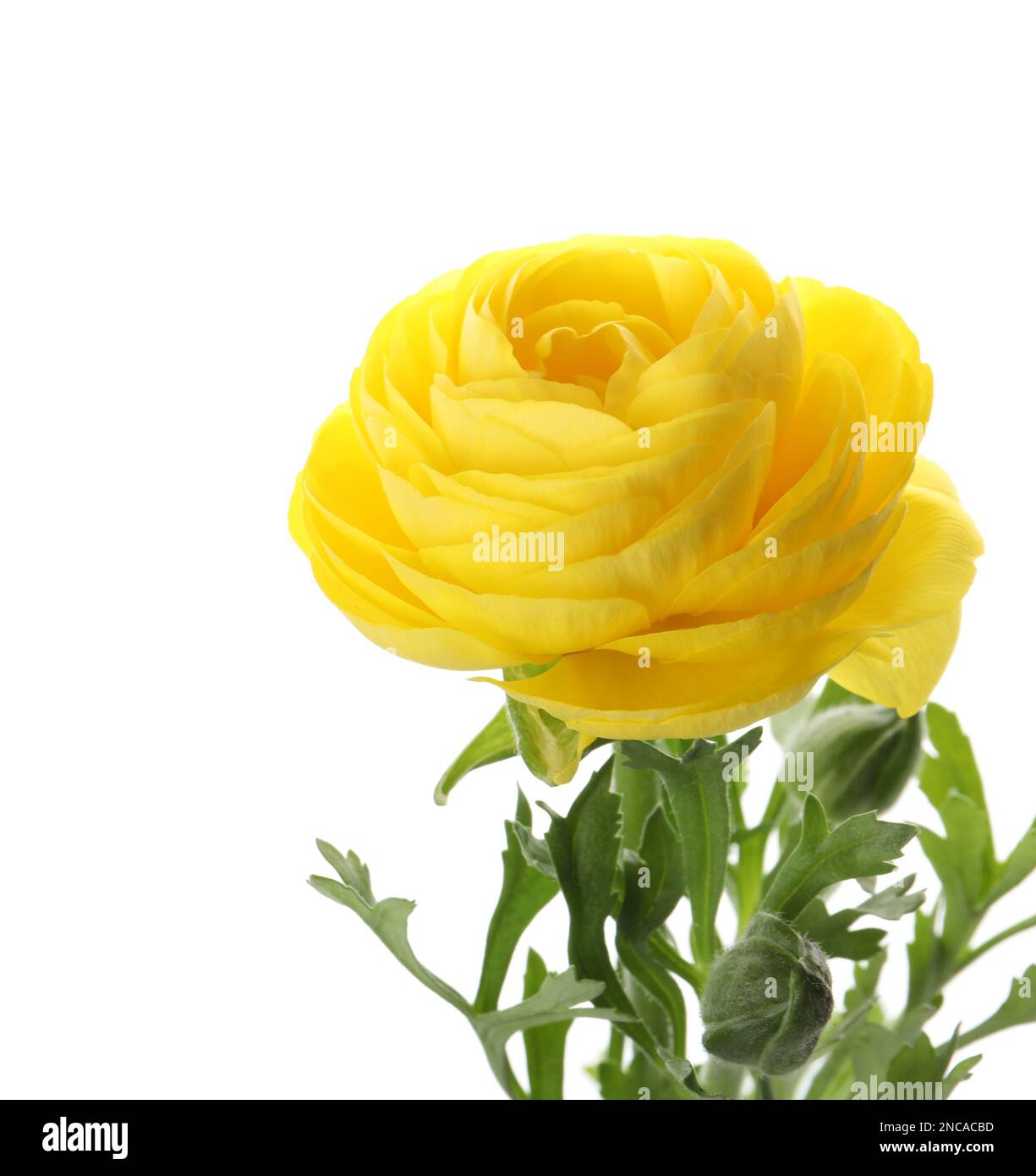 Beautiful yellow ranunculus flower on white background Stock Photo - Alamy