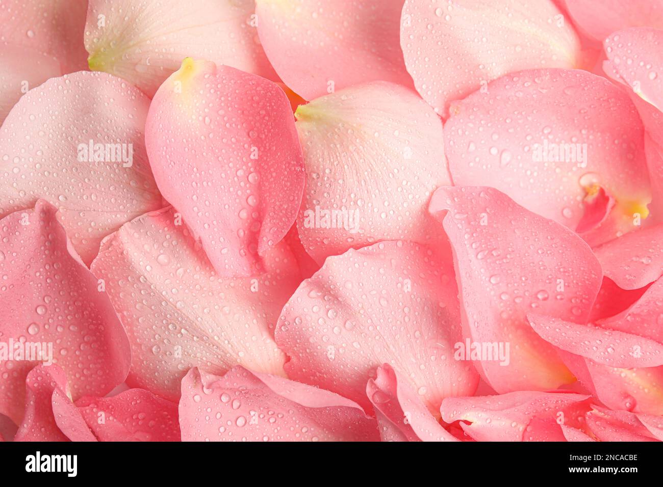 Rose petals with water drops hi-res stock photography and images - Alamy