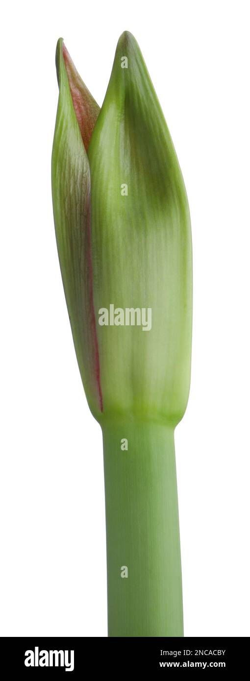 Beautiful fresh amaryllis bud on white background Stock Photo - Alamy