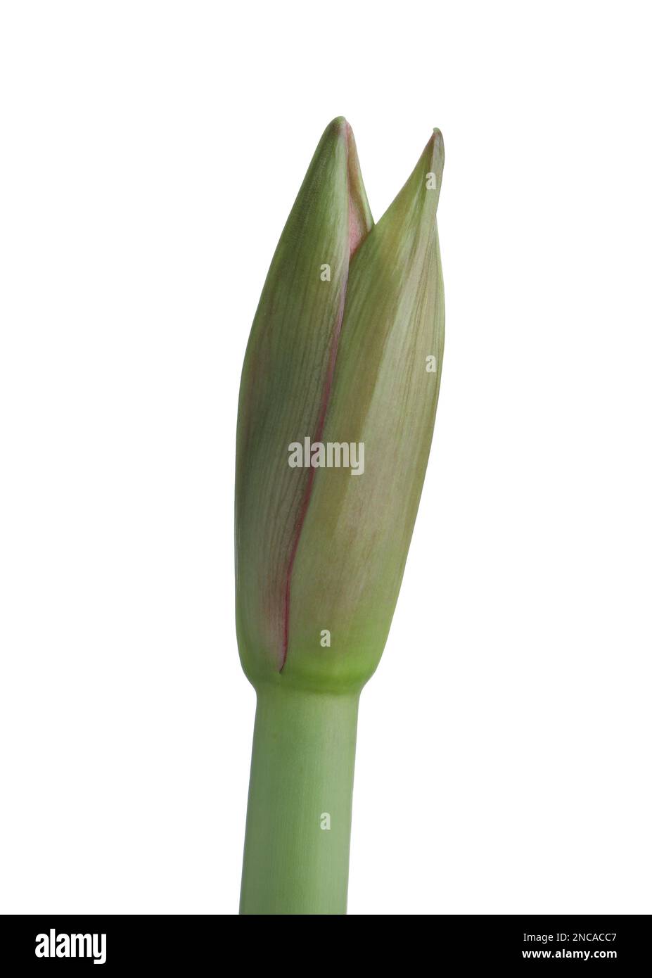 Beautiful fresh amaryllis bud on white background Stock Photo - Alamy