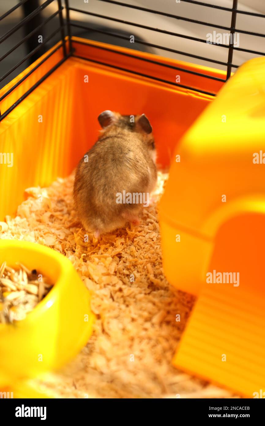 Cute little fluffy hamster playing in cage Stock Photo - Alamy