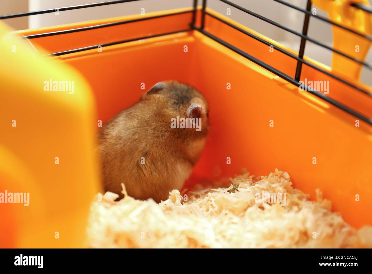 Cute little fluffy hamster playing in cage Stock Photo - Alamy