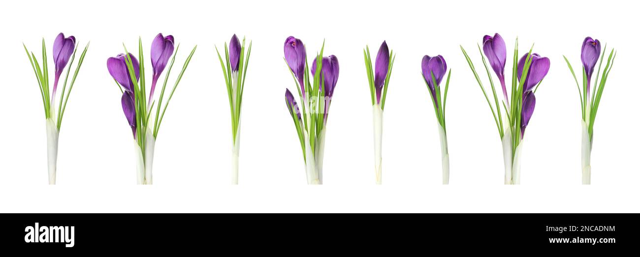 Set with beautiful spring crocus flowers on white background. Banner ...