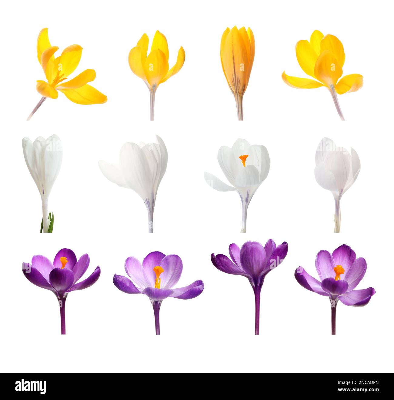 Set with beautiful spring crocus flowers on white background Stock ...