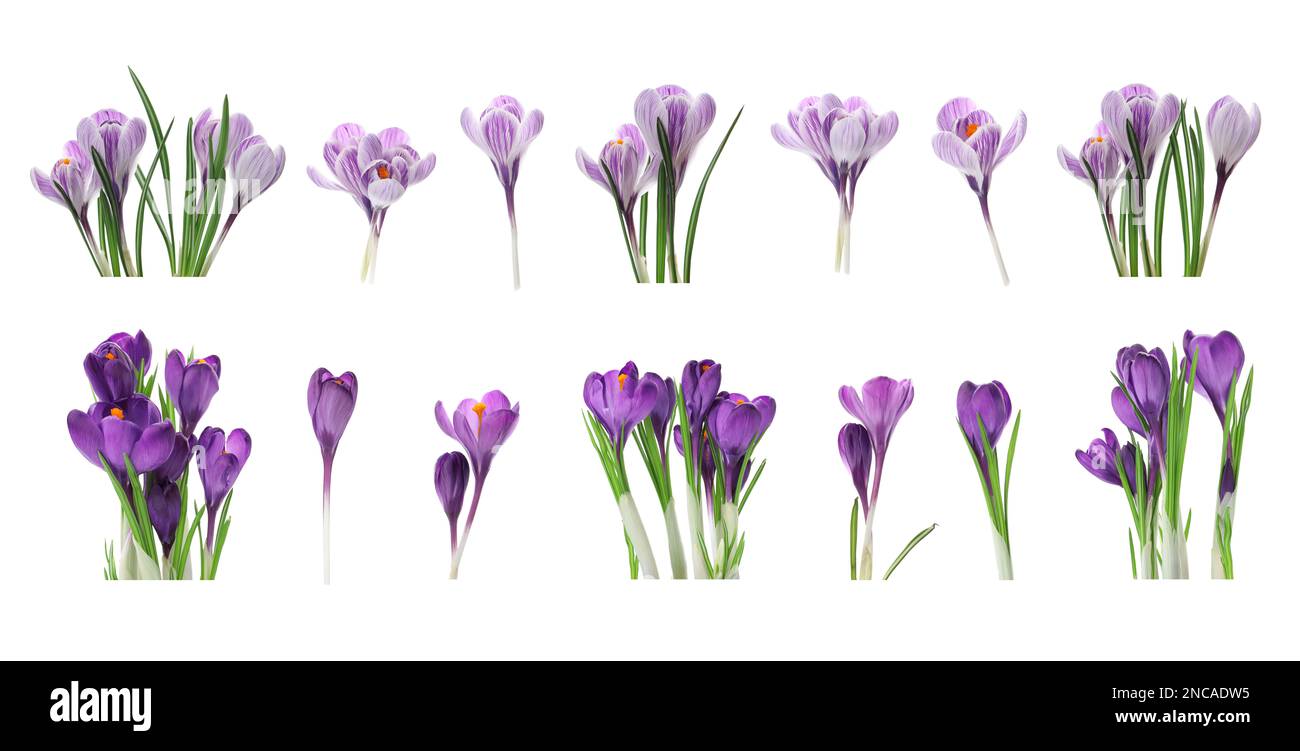 Set with beautiful spring crocus flowers on white background. Banner ...