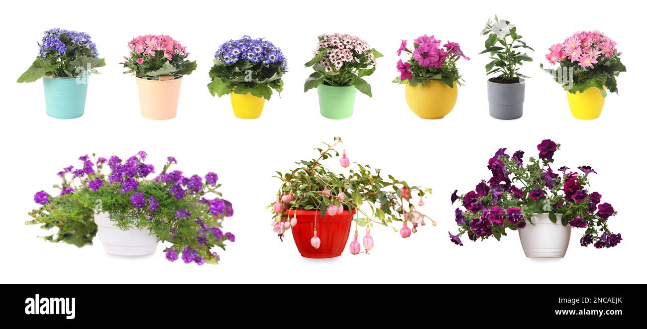 Collection of beautiful flowers in pots on white background. Banner ...