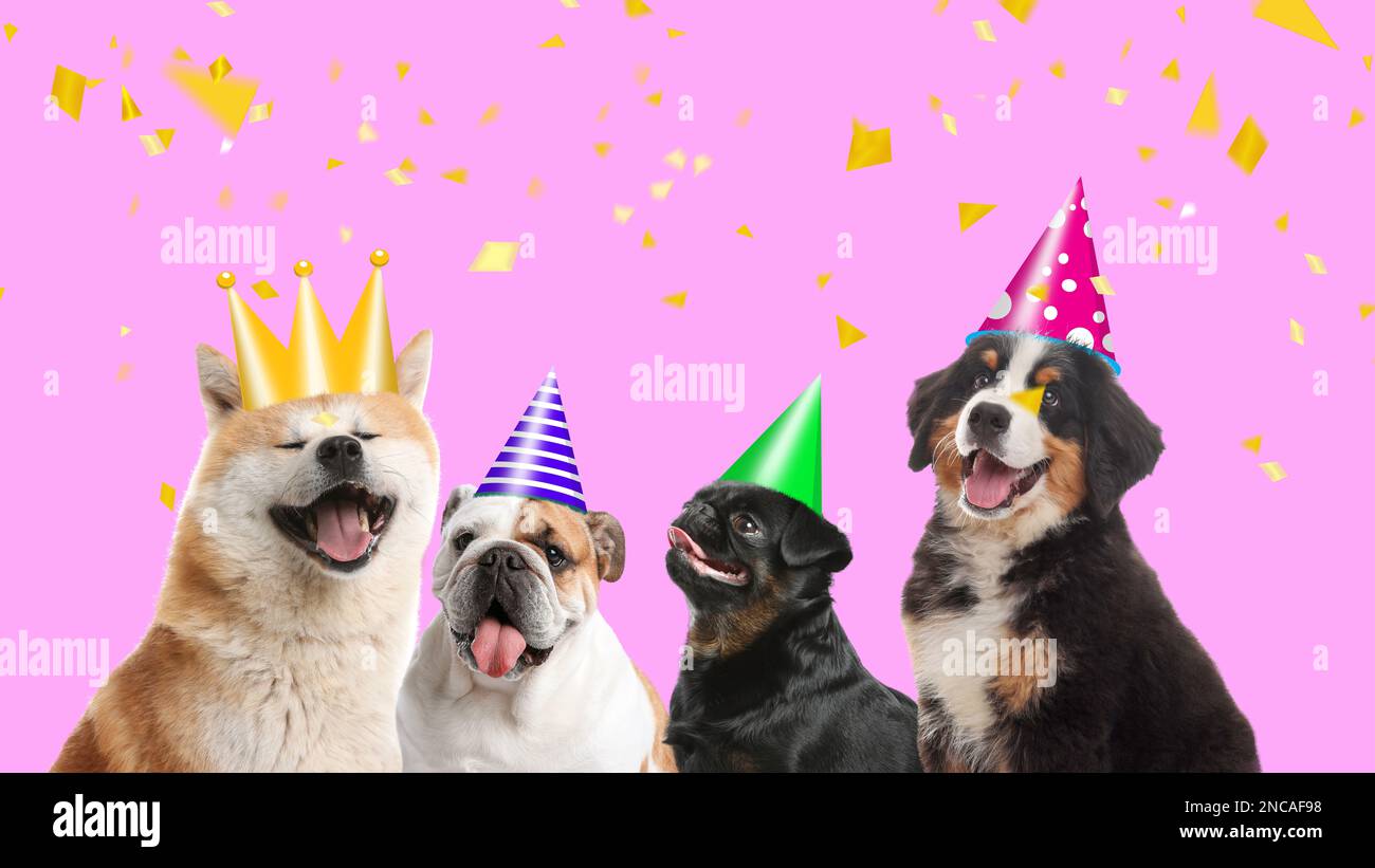Adorable dogs with party hats on pink background. Banner design Stock ...