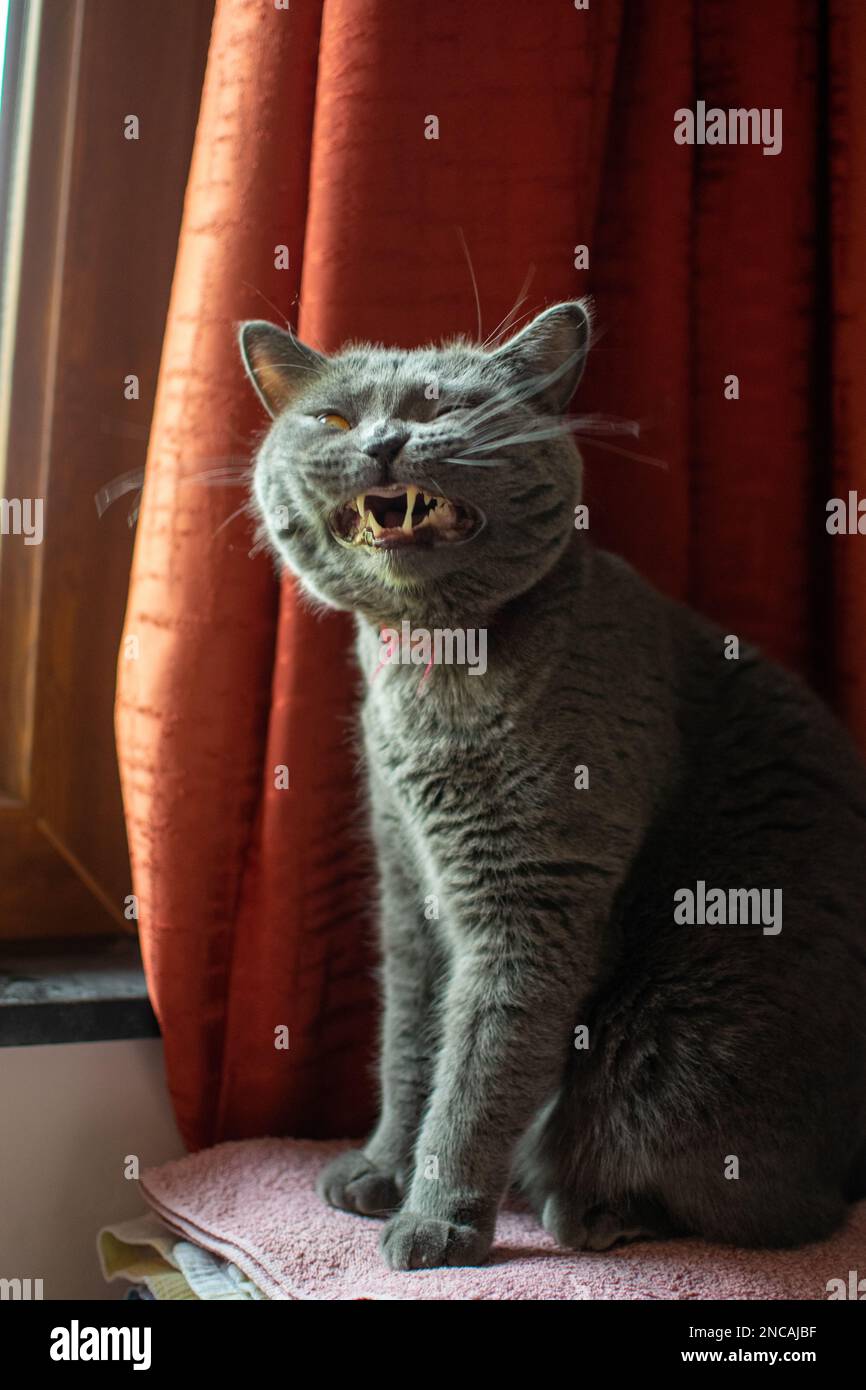 A fluffy gray cat caught mid-sneeze with bared fangs beside a window ...