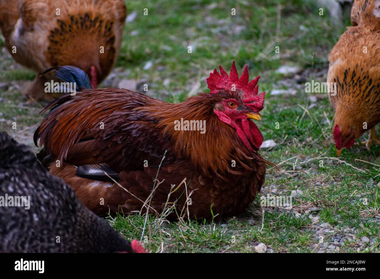 A chubby rooster with colorful plumage sitting on the ground ...