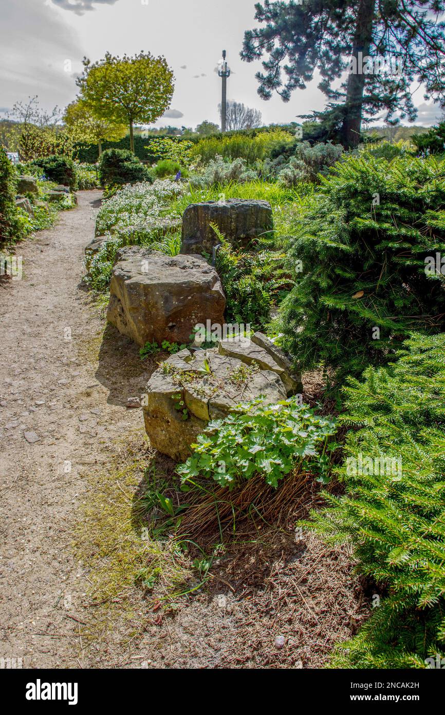 Rocks as borders of garden path and creeping spruces in garden next to ...