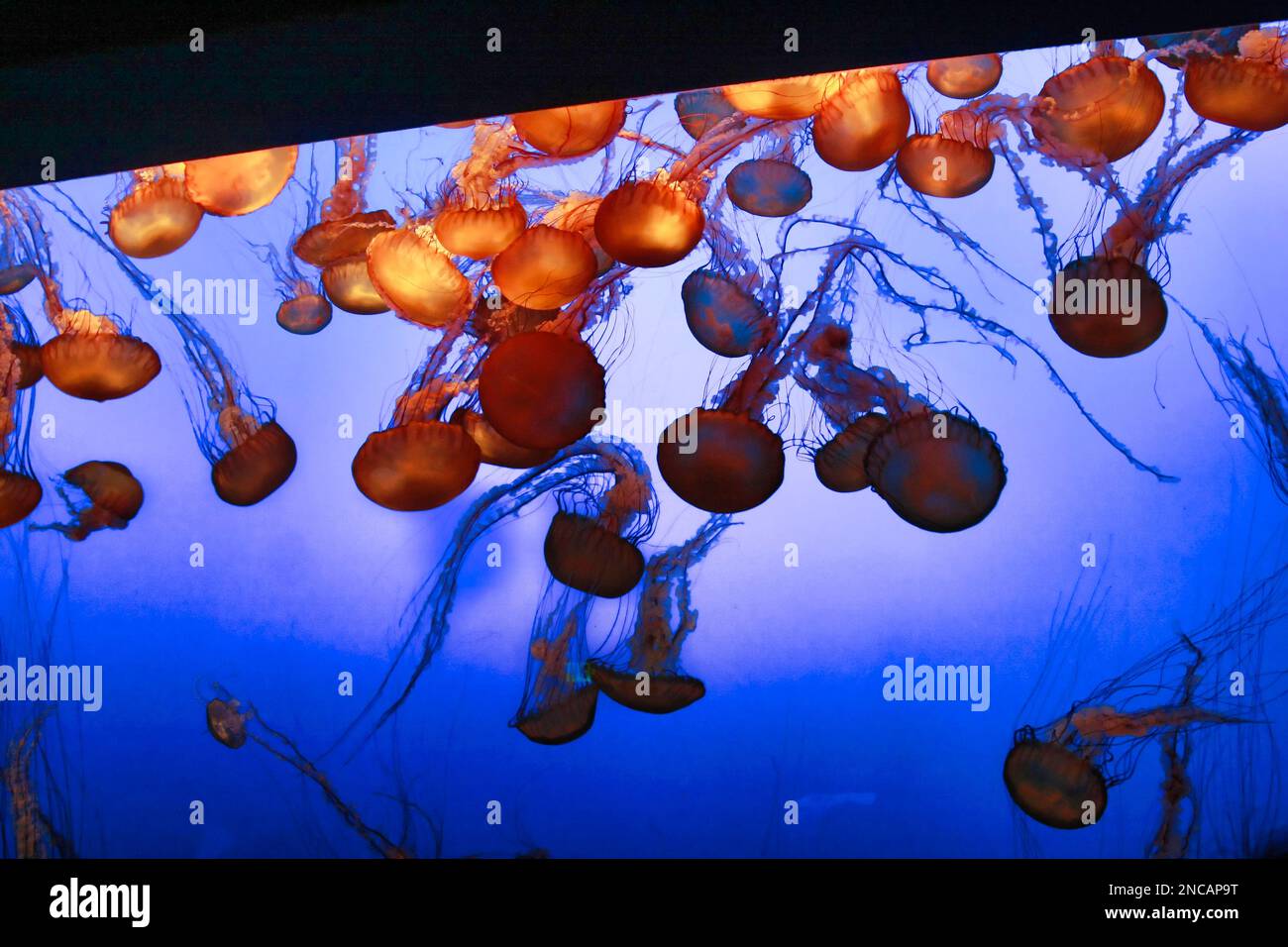 Cannery Row, Monterey, CA, USA. 23rd January, 2023 Sea life at the ...