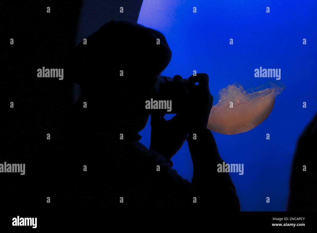 Cannery Row, Monterey, CA, USA. 23rd January, 2023 Sea life at the ...