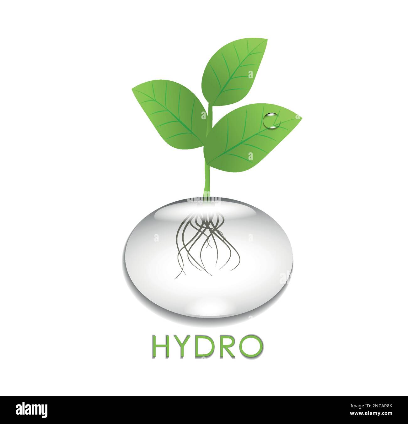 Wide banner. Growing vegetables and herbs in a hydroponic system. A ...