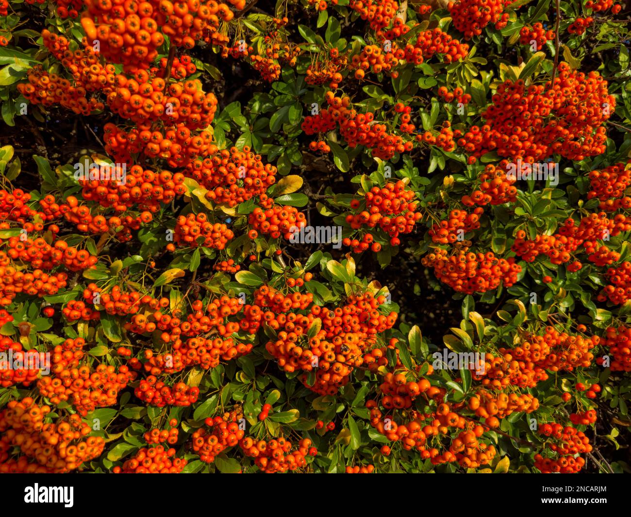 Scarlet rowan hi-res stock photography and images - Alamy