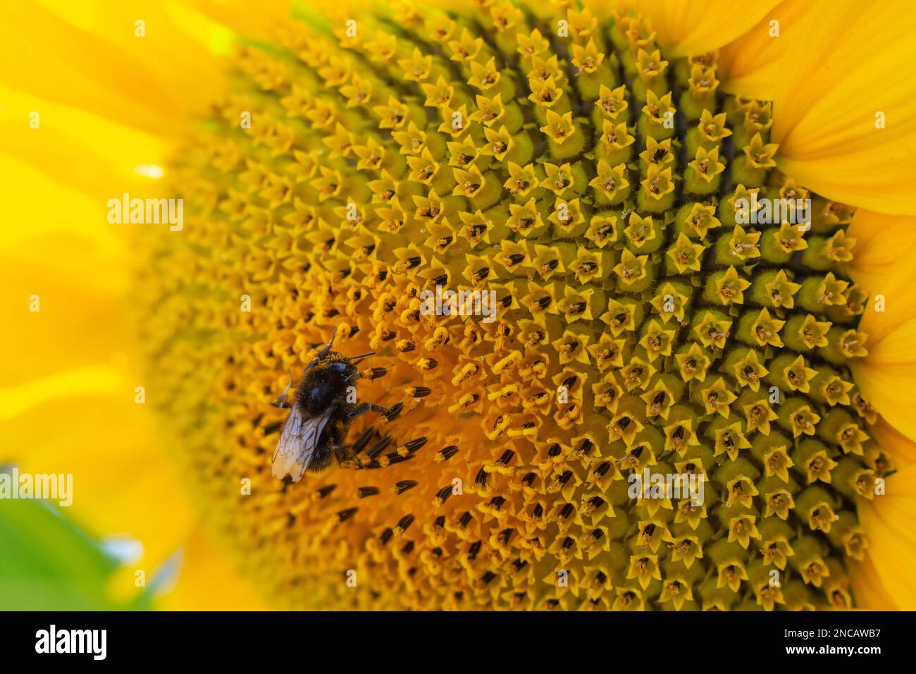 Sunflower disc florets hi-res stock photography and images - Alamy