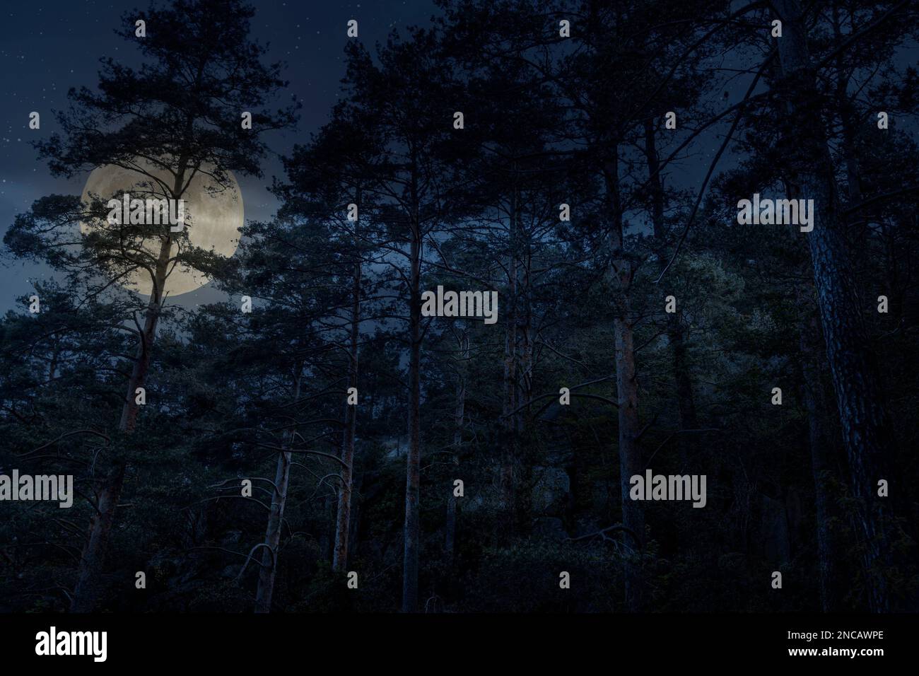 Full moon night in a mountain forest Stock Photo - Alamy