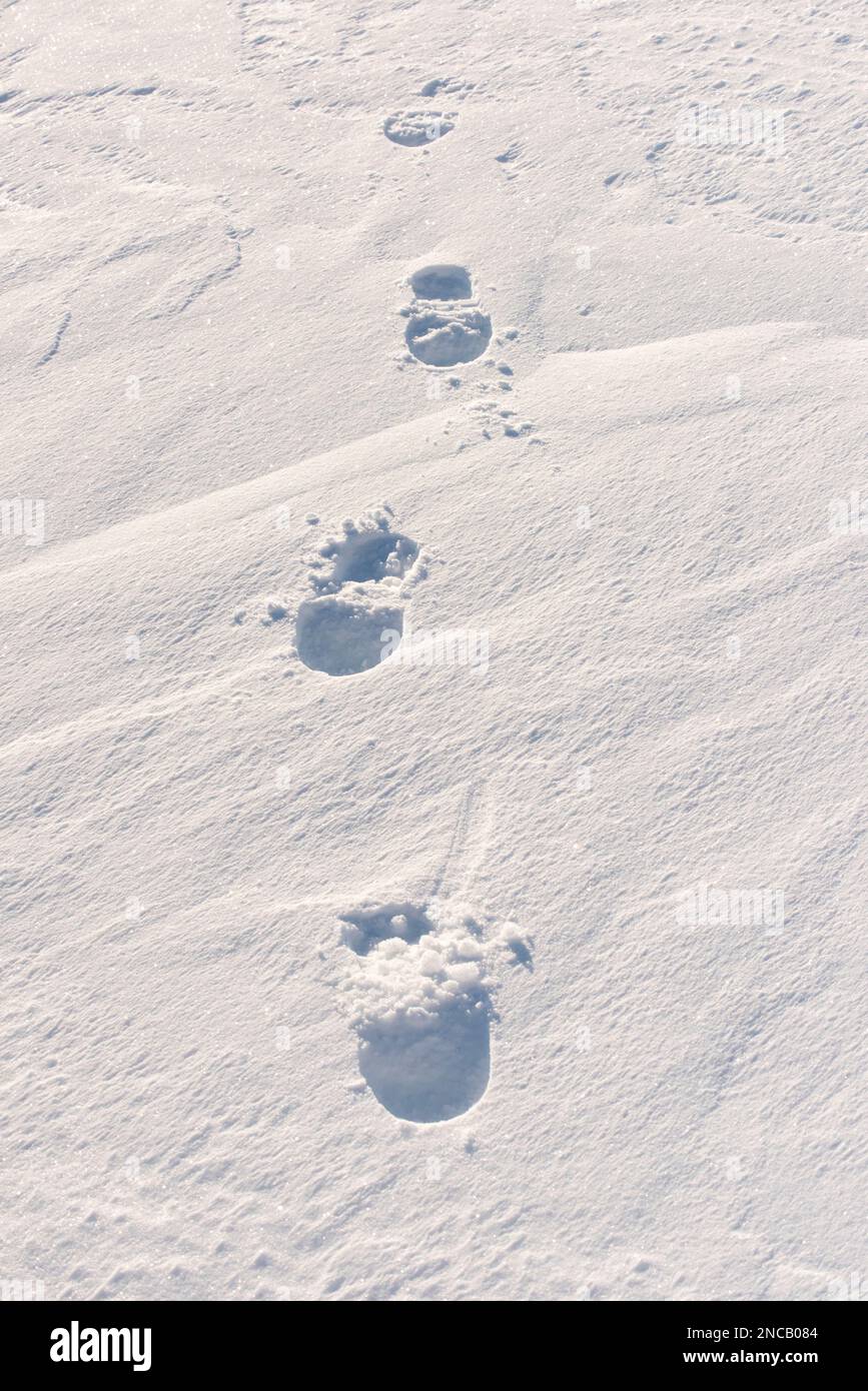 Antarctica, Amundsen Sea, Siple Island. Close up of windblown sea ice ...