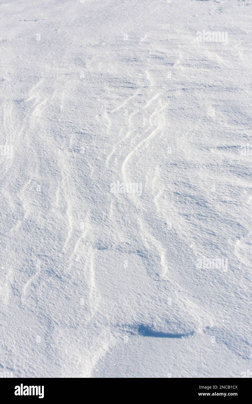 Antarctica, Amundsen Sea. Close up of wind blown sea ice with sparkling ...