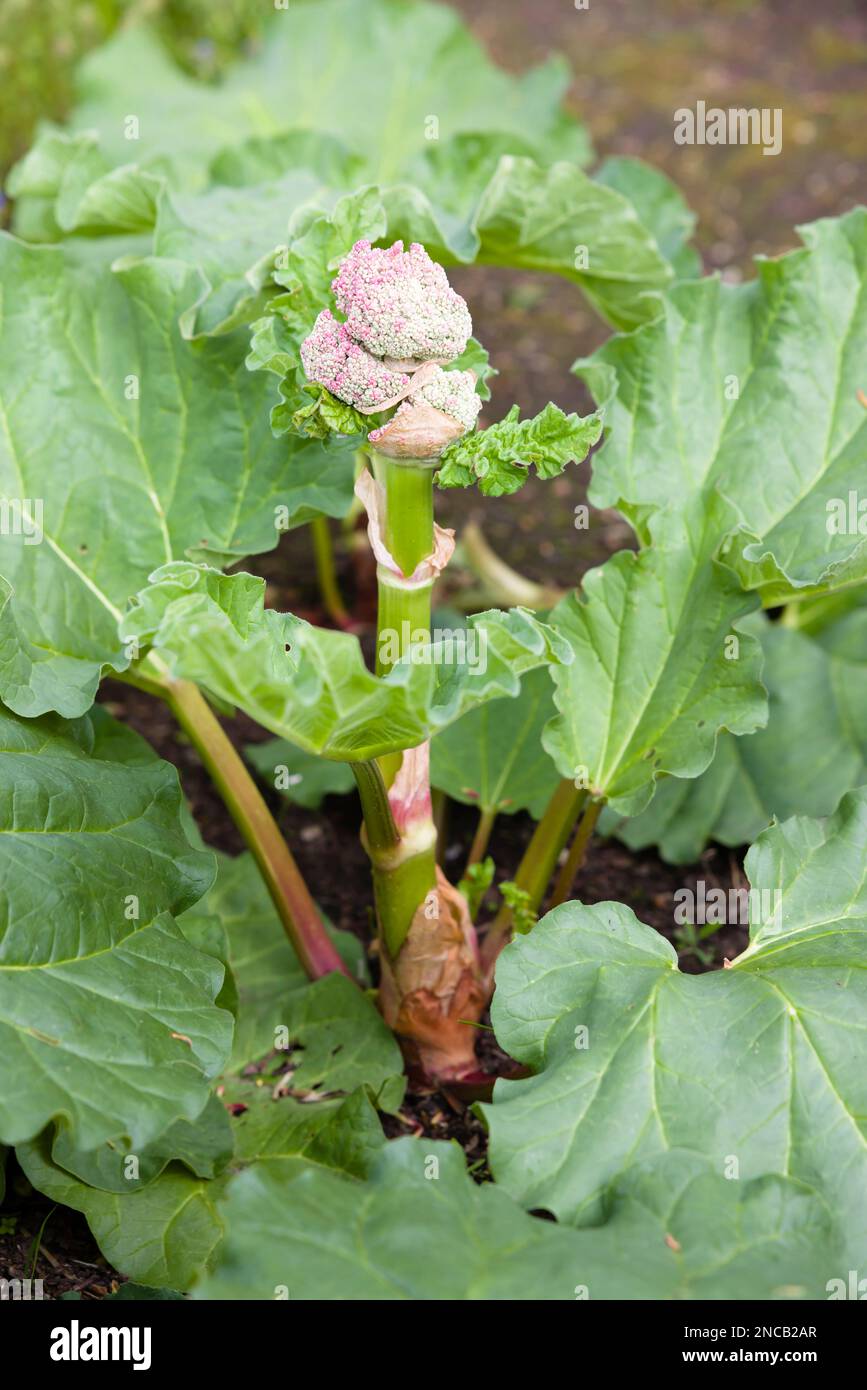 Rhubarb Plant Flower