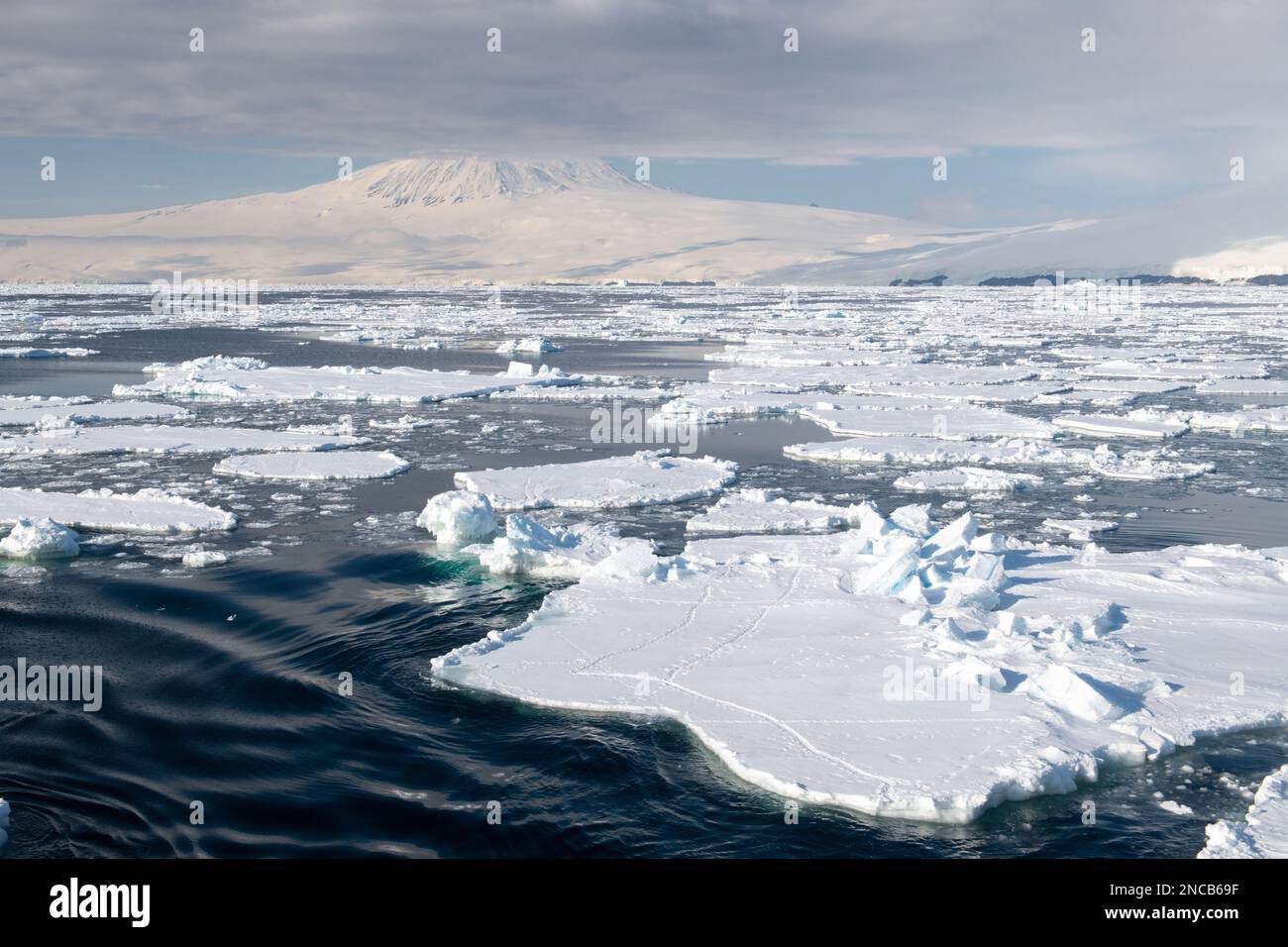 Antarctica, Ross Island, Ross Sea. Pack ice with penguin tracks on ...