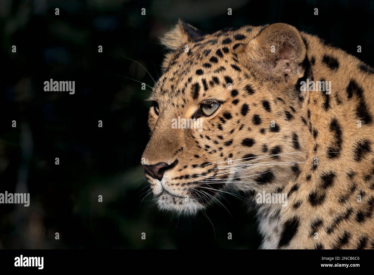 Adult female Amur leopard Stock Photo - Alamy