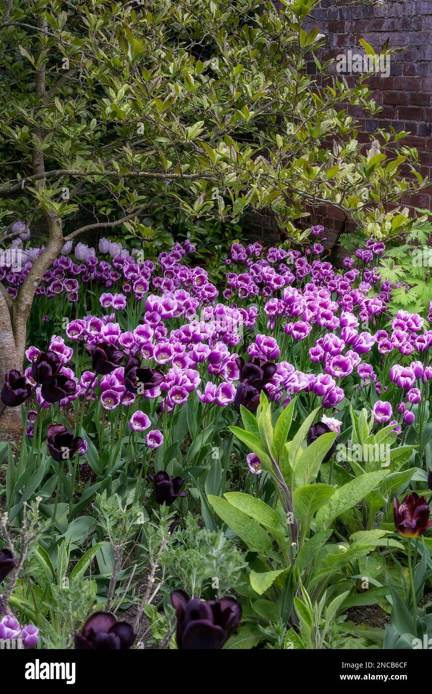 Tulipa purple elegance hi-res stock photography and images - Alamy