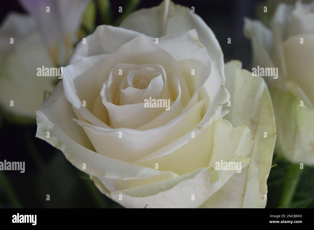 A closeup of a white rose in bloom Stock Photo - Alamy