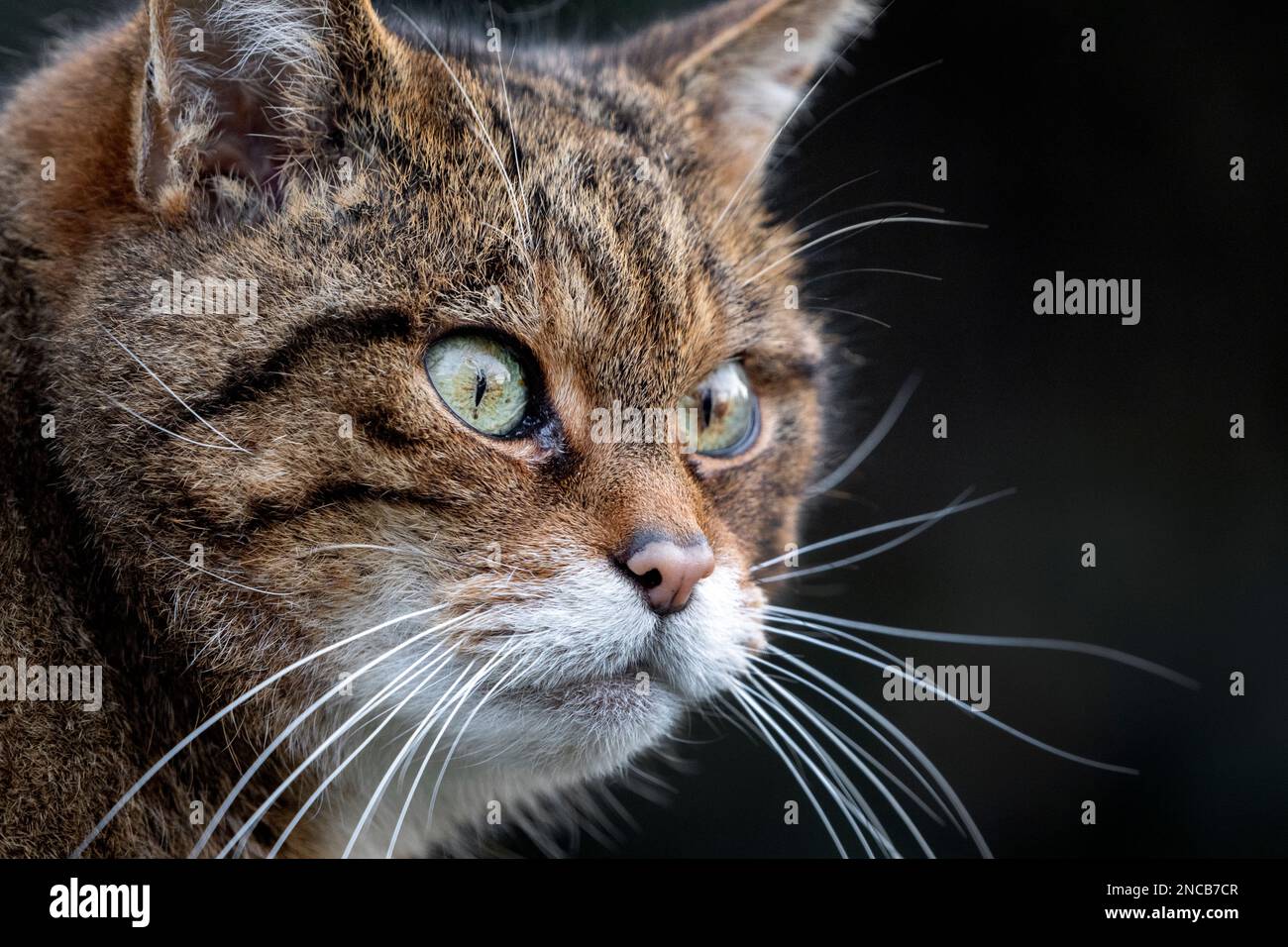 Female Scottish wildcat Stock Photo - Alamy