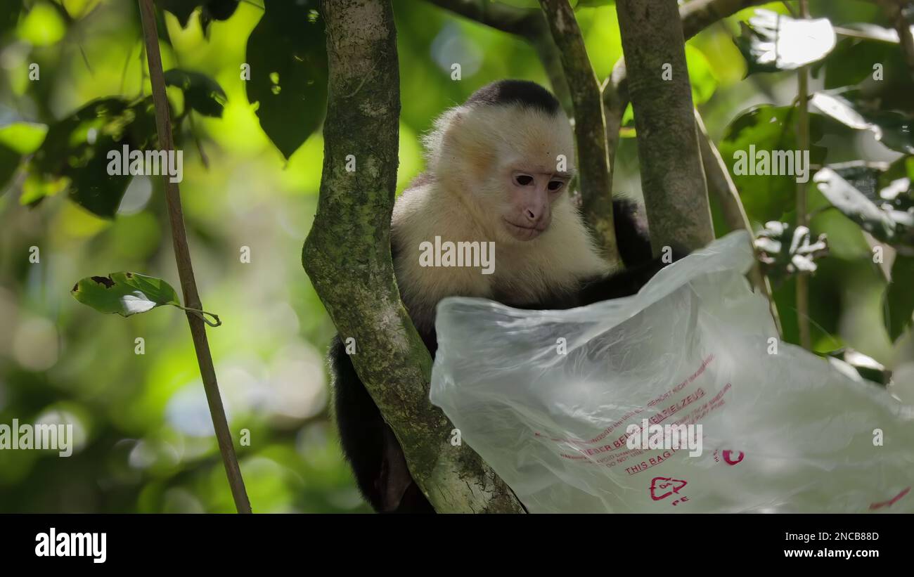 capuchin monkey about to put a waste plastic bag over its head at ...