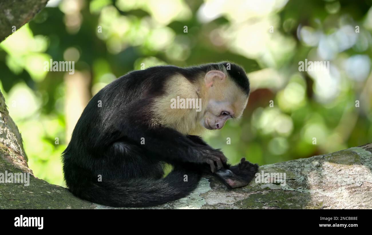 side view of a capuchin monkey at manuel antonio in costa rica Stock ...