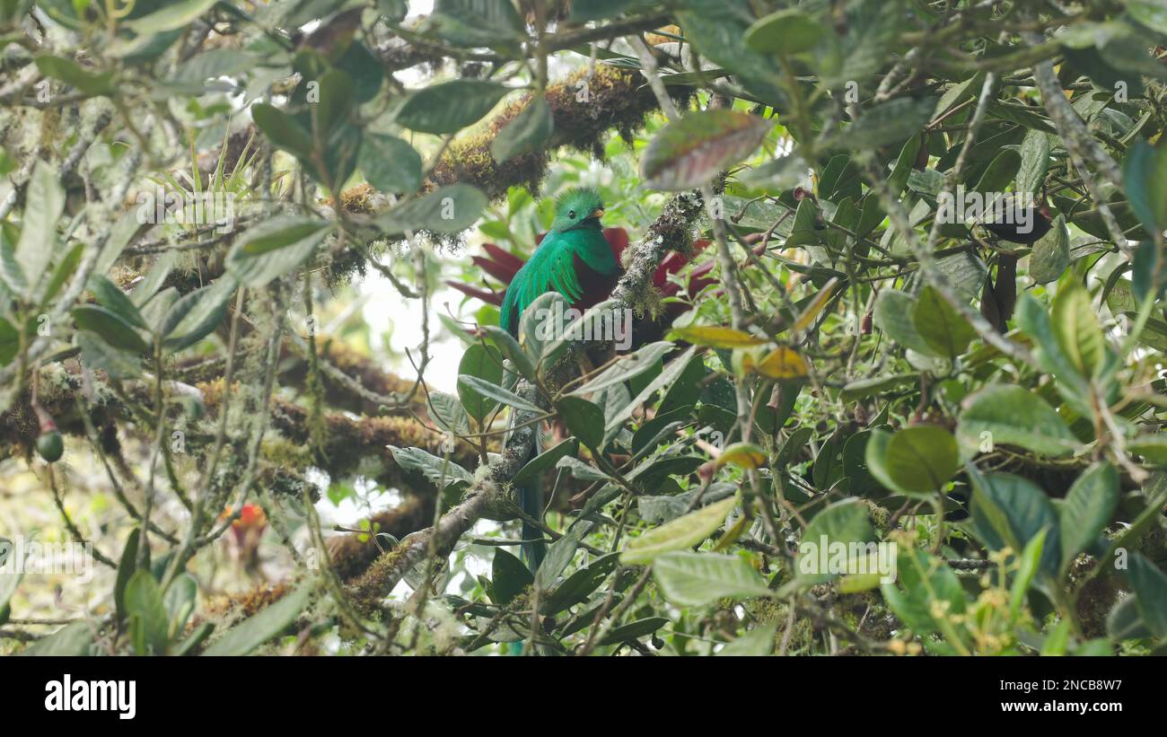 wide shot of a male resplendent quetzal in a wild avocado tree at costa ...