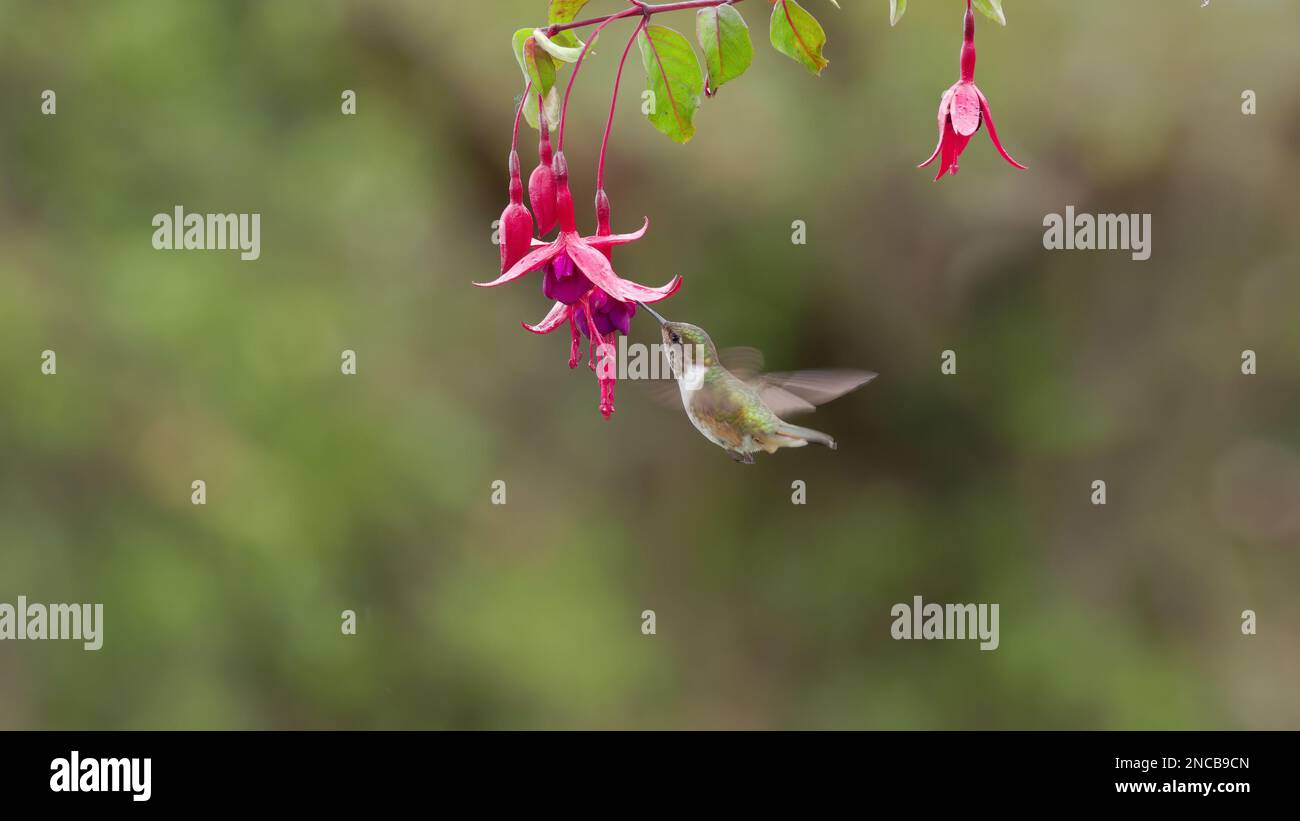 a volcano hummingbird female flying and feeding on a flower Stock Photo ...