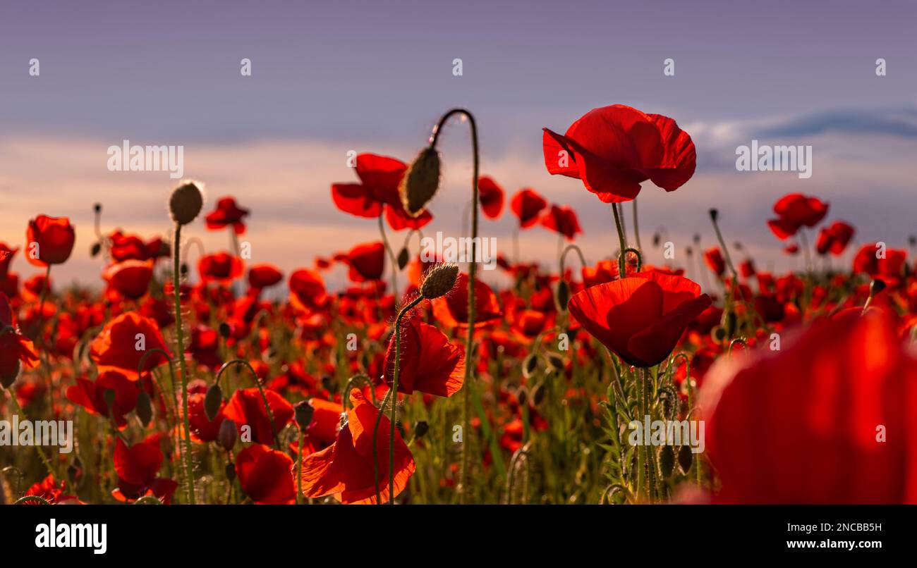 Anzac background. Poppy field, Remembrance, Memorial armistice Day ...